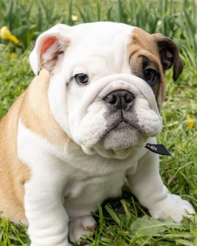 Bulldog Ingles en Mexico - Bulldogs México